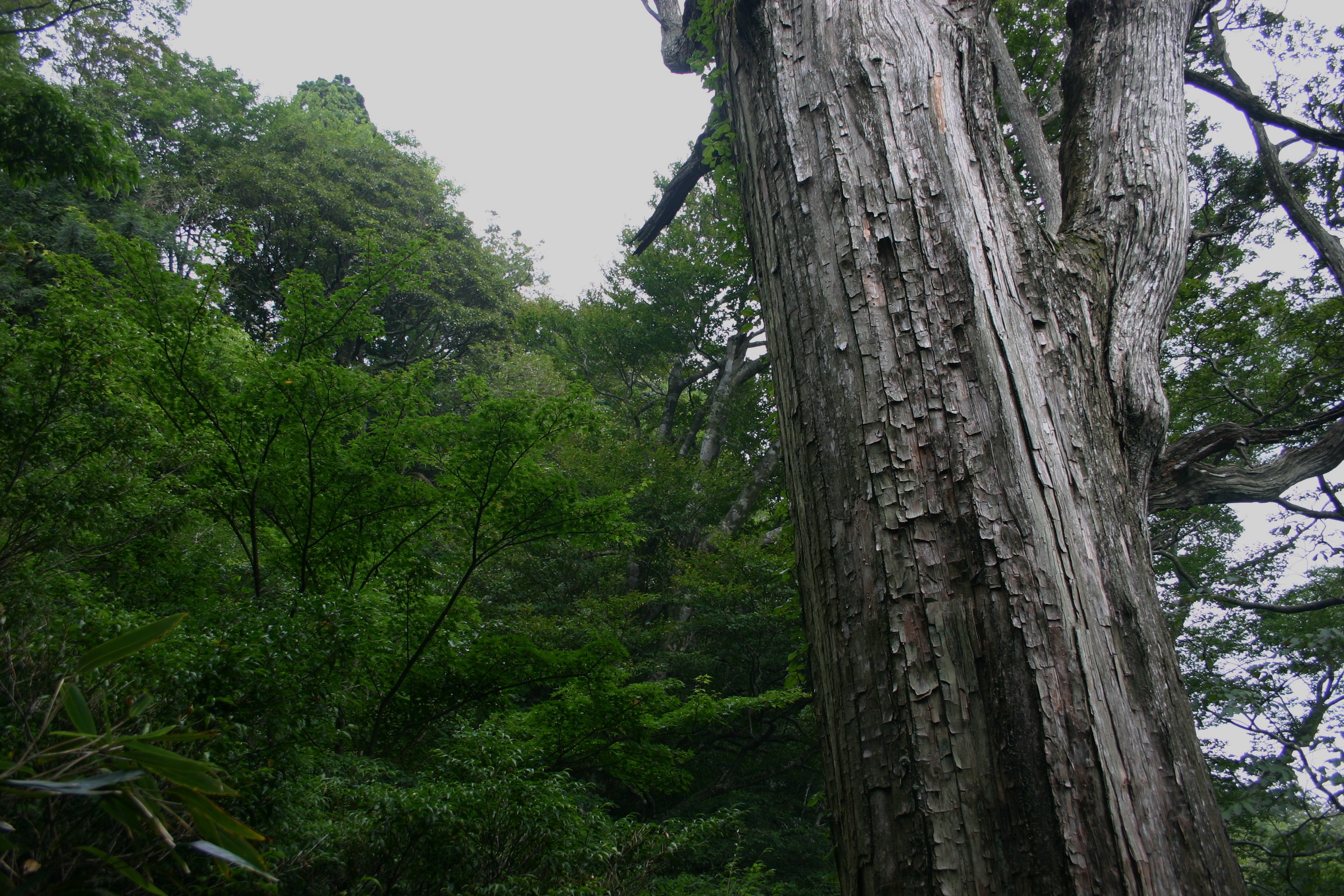 Mt. Hiko (英彦山) | Hiking in Japan